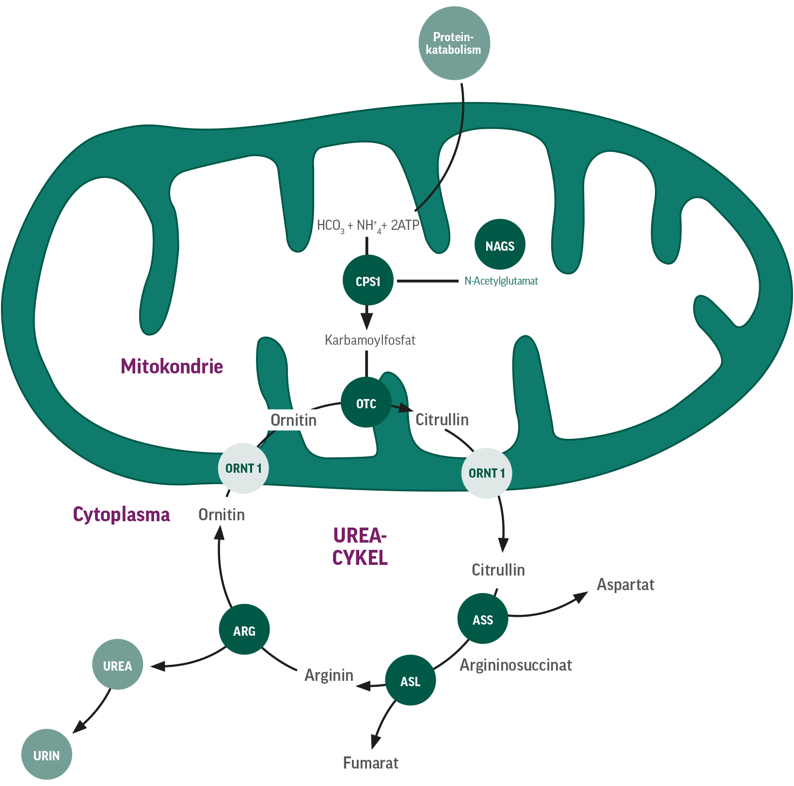 Om Urecykelrubbningar (UCD) - Ravicti